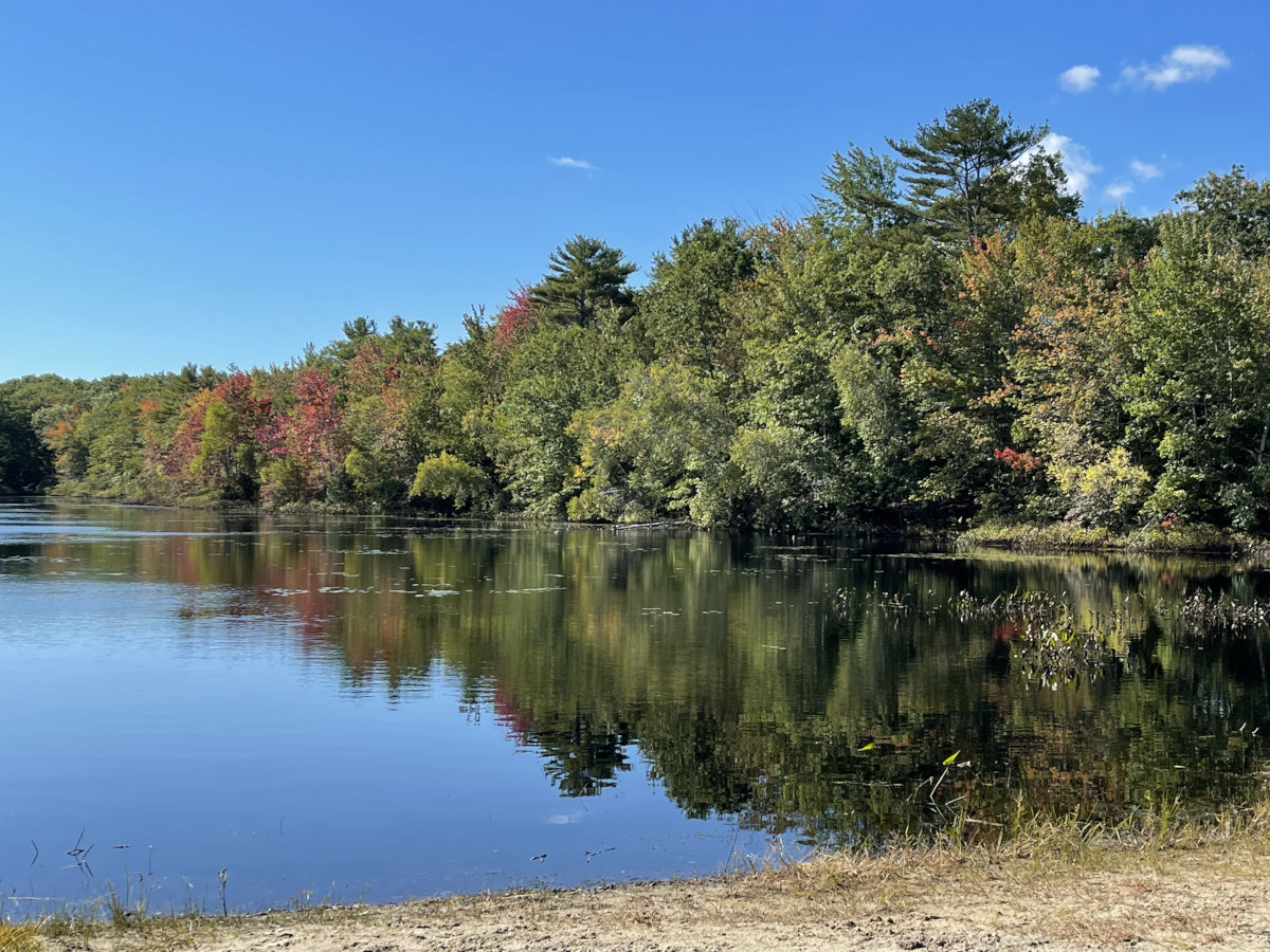 Spring Flowers in Maine | Cristina's Bed & Breakfast Maine
